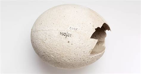 Moa Than Meets The Eye Blog Auckland War Memorial Museum