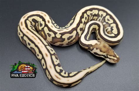 Leopard Spotnose Lesser 50 Het Albino Ball Python By Rva Exotics