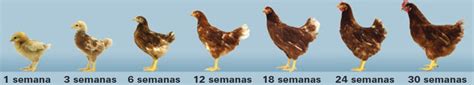Crecimiento Y Desarrollo De Las Ponedoras ~ Avi Report