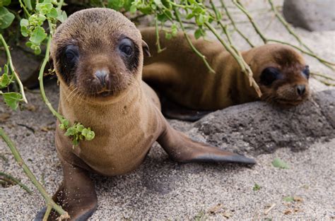 Are Sea Lions Endangered Conservation Status And Threats
