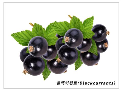 블랙커런트blackcurrants의 폐경기 골다공증 예방 효과 논문 발표 김기준 교수의 영양과 한의학
