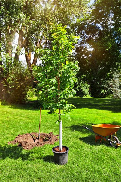 Gardeners Say These Five Trees Can Add Thousands To Your Property Value