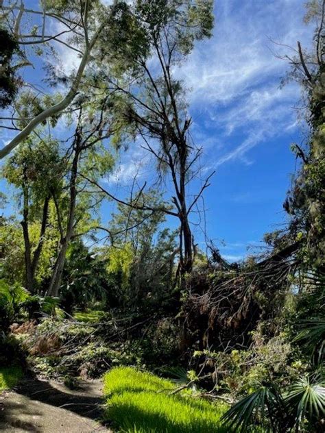 Emergency Storm Damaged Tree Works Travers Bushfire Ecology