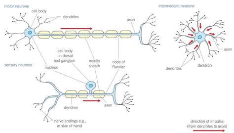 Diagram Of 15 1 Neurones And Nervous Coordination Quizlet