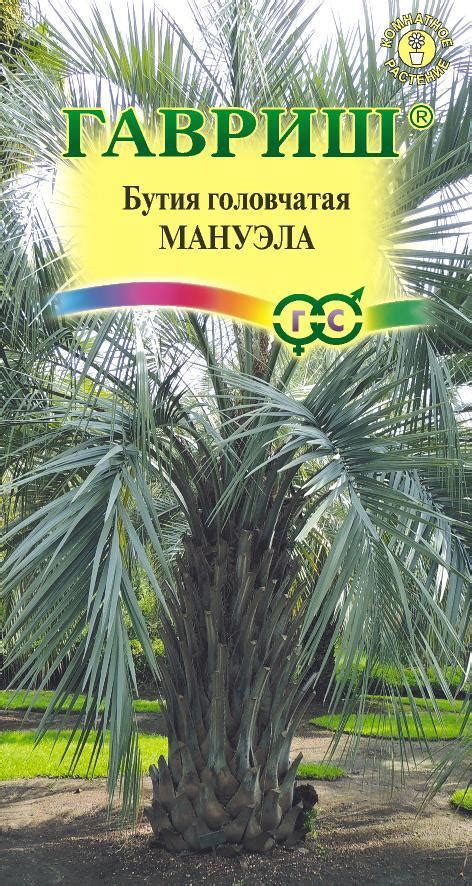 ЦВЕТЫ КОМНАТНЫЕ