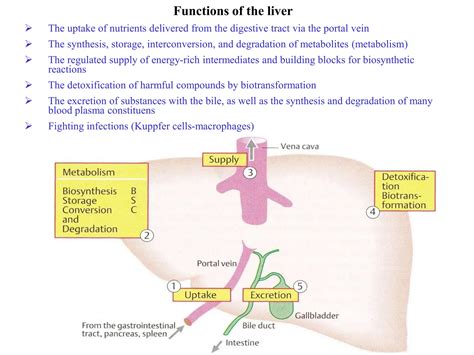 Liver Ppt Biochemistry And Clinical Functions Ppt Endocrine And Metabolic Diseases