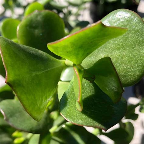 Cotyledon Woodii Nurseriesonline
