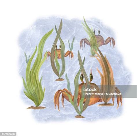 푸른 수채화 배경에 고립된 조류 사이에 숨어 있는 귀여운 게들 일러스트레이션은 벽지 인쇄물 아기 섬유 스크랩북 엽서 의류에 사용할 수 있습니다 만화 스타일 갈고리 발톱에