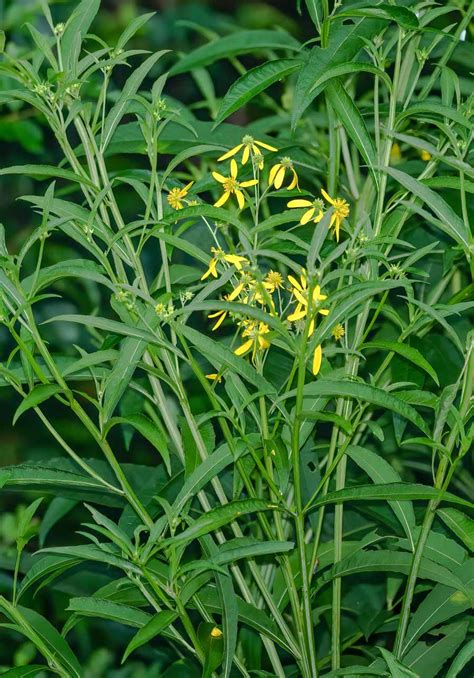 Wingstem Verbesina Alternifolia Western Carolina Botanical Club