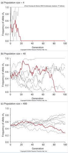 F Genetic Drift Flashcards Quizlet