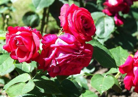 Alecs Red Rote Duftende Teehybride Robuste Schnittrose Von 1970