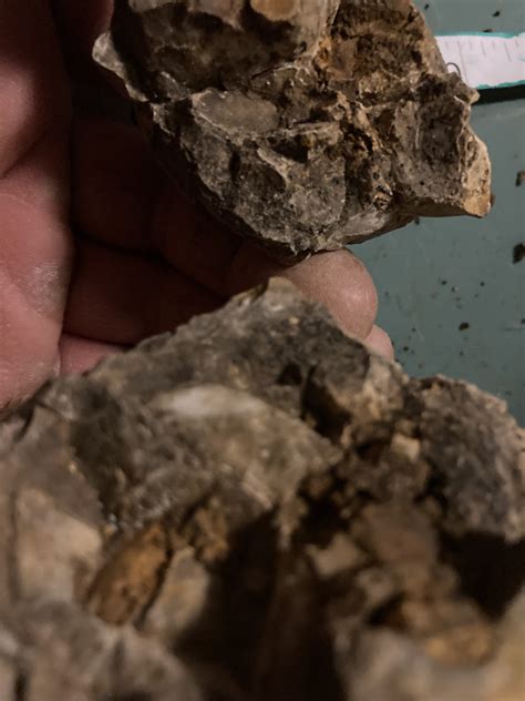 Need Help Identifying Fossil ID The Fossil Forum