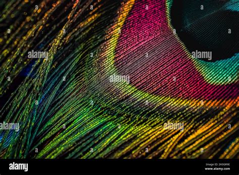 Beautiful And Colorful Peacock Bird Feather Closeup Abstract Lines