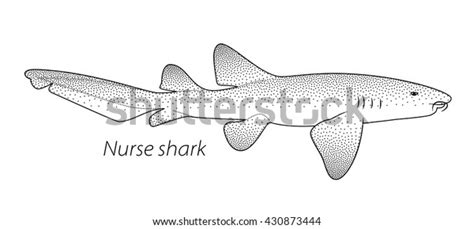 Nurse Shark Stippled Vector Illustration Stock Vector Royalty Free