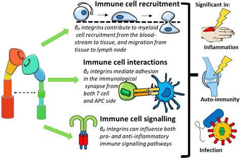 Frontiers β2 Integrins As Regulators Of Dendritic Cell Monocyte And Macrophage Function