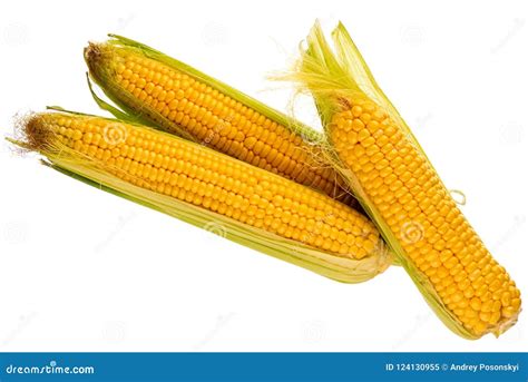 Three Fresh Cobs Of Corn Stock Image Image Of Nutritious 124130955