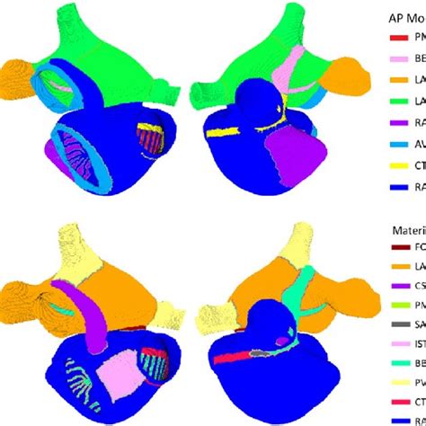 Anatomical Atrial Model Showing Block Colours For Action Potential