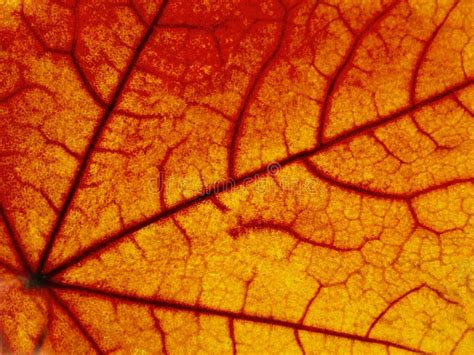 Surface Of An Autumn Maple Leaf In The Light Anatomy Biological