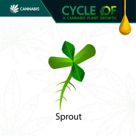 60 Tree Growth Cycle No Hemp Fotos De Stock Imagens E Fotos Royalty