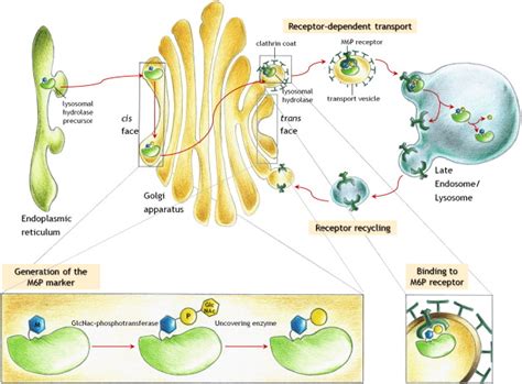 The Signal Hypothesis Unlocking The Postal Code And Address Of Proteins The Qrius Rhino