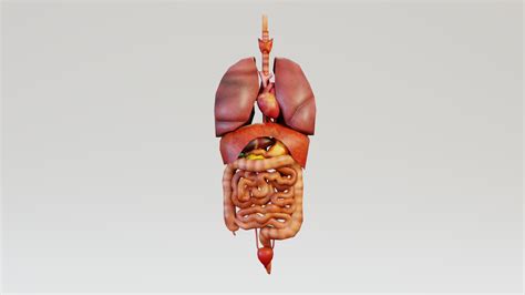 3d Model Human Internal Organs Low Poly Turbosquid 2066366