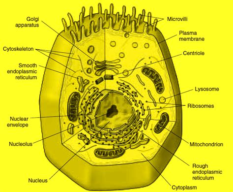 SMART NEWS AND INFORMATION Eukaryotic Cells Have Complex Interiors