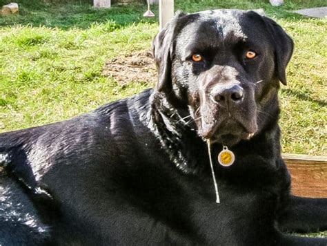 Dogs Drooling Too Much Causes And Management