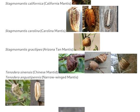 Thumb Images Come With No Margin Or Border Issue Bugguide Bugguide GitHub