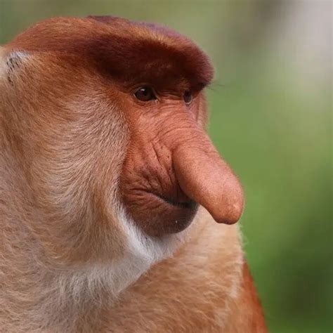 Proboscis Monkey Facts Diet Habitat And Pictures On Animaliabio