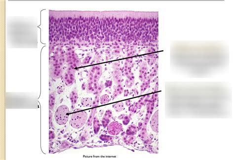 Diagram Of Olfactory Epithelium Quizlet