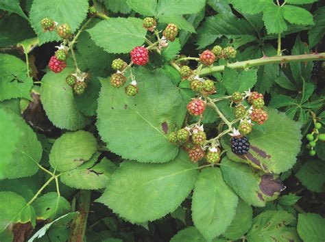 Himalayan Blackberry Ssisc