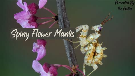 The Beginners Guide To The Spiny Flower Mantis Youtube