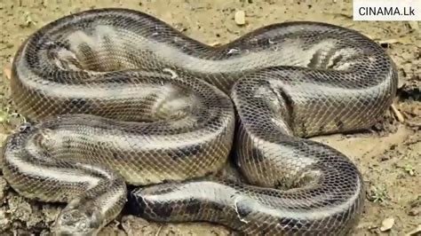 ඇනකොන්ඩන් ගැන අහලා තිබ්බට දන්නවද ඇනකොන්ඩන් විශේෂ හැදුනෙ කොහොමද කියලා මිනිසුන් කොපම්ණක් බිලි