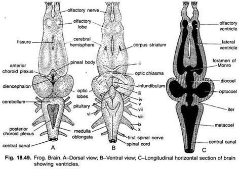 Nervous System Of Frog With Diagram Vertebrates Chordata Zoology
