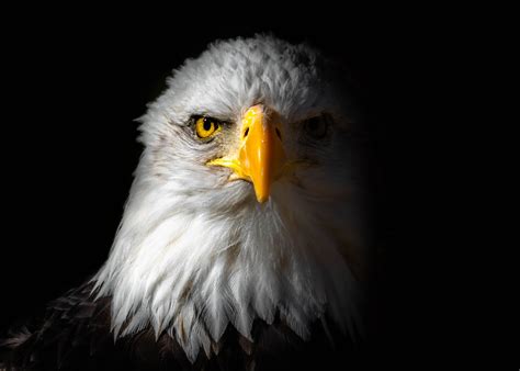 Retrato águila Americana Fauna Y Flora Comunidad Nikonistas