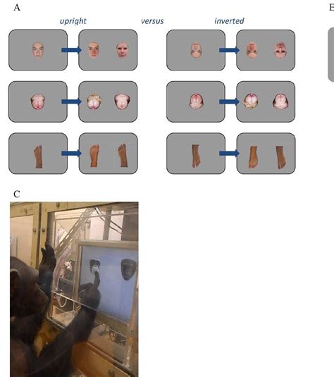 A Stimulus Examples Shown In Experiment 1 And 3 What Is