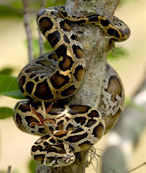 So Whats In A Burmese Python Anyway U S National Park Service