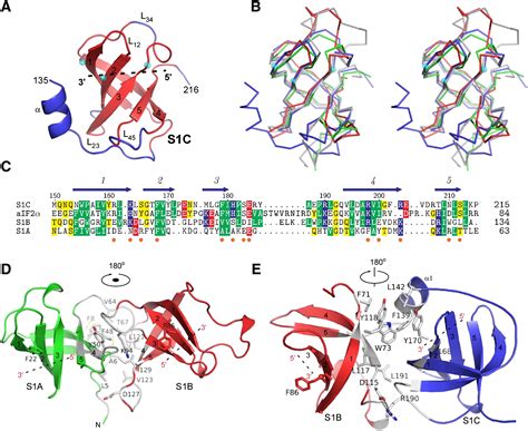 Structure Of A Virulence Regulatory Factor Cvfb Reveals A Novel Winged