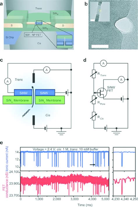 Nanowirenanopore Transistor A Schematic Of The Nanowirenanopore