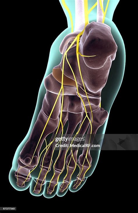 The Nerves Of The Foot High Res Vector Graphic Getty Images