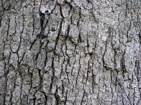 Tree Bark Extract Used As Fabric Water Repellent Apparel Insider