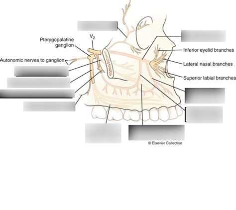 Maxillary Division V2 Diagram Quizlet