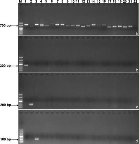 Primer Specificity Detection Of Each Target Algae Specie A Efficacy