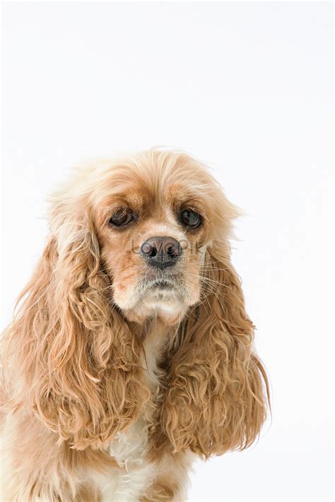 코커 스패니얼 사진 무료 다운로드 Lovepik