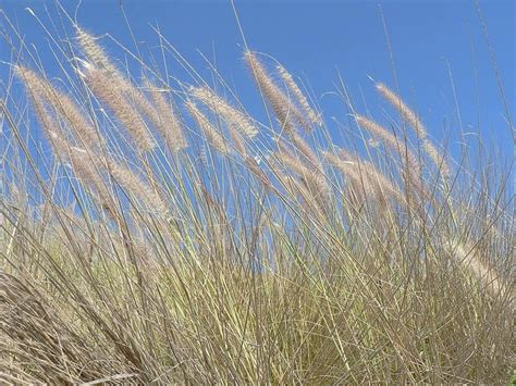 Free Picture Grass Wind