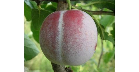 Слива Ренклод Альтана (Renklod Altana)