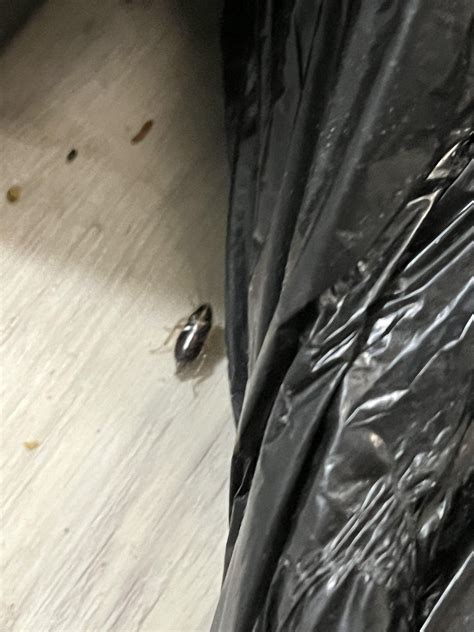 Handful Of Different Bugs Suddenly Found In Apartment Roaches Should