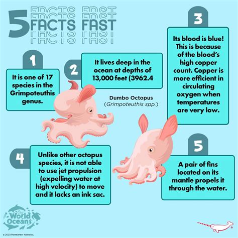 5 Facts Fast Dumbo Octopus Peppermint Narwhal Creative Facebook