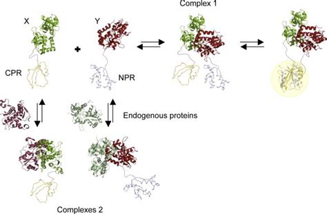 Protein Complementation Assays Approaches For The In Vivo Analysis Of