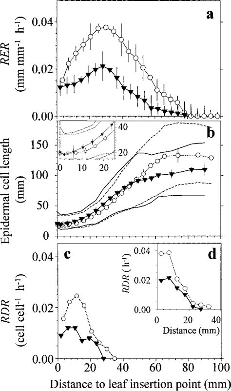 Spatial Distributions Of Epidermal Cell Length And Cell Division